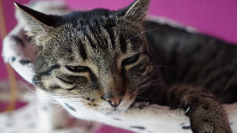 About Our Continental Cat